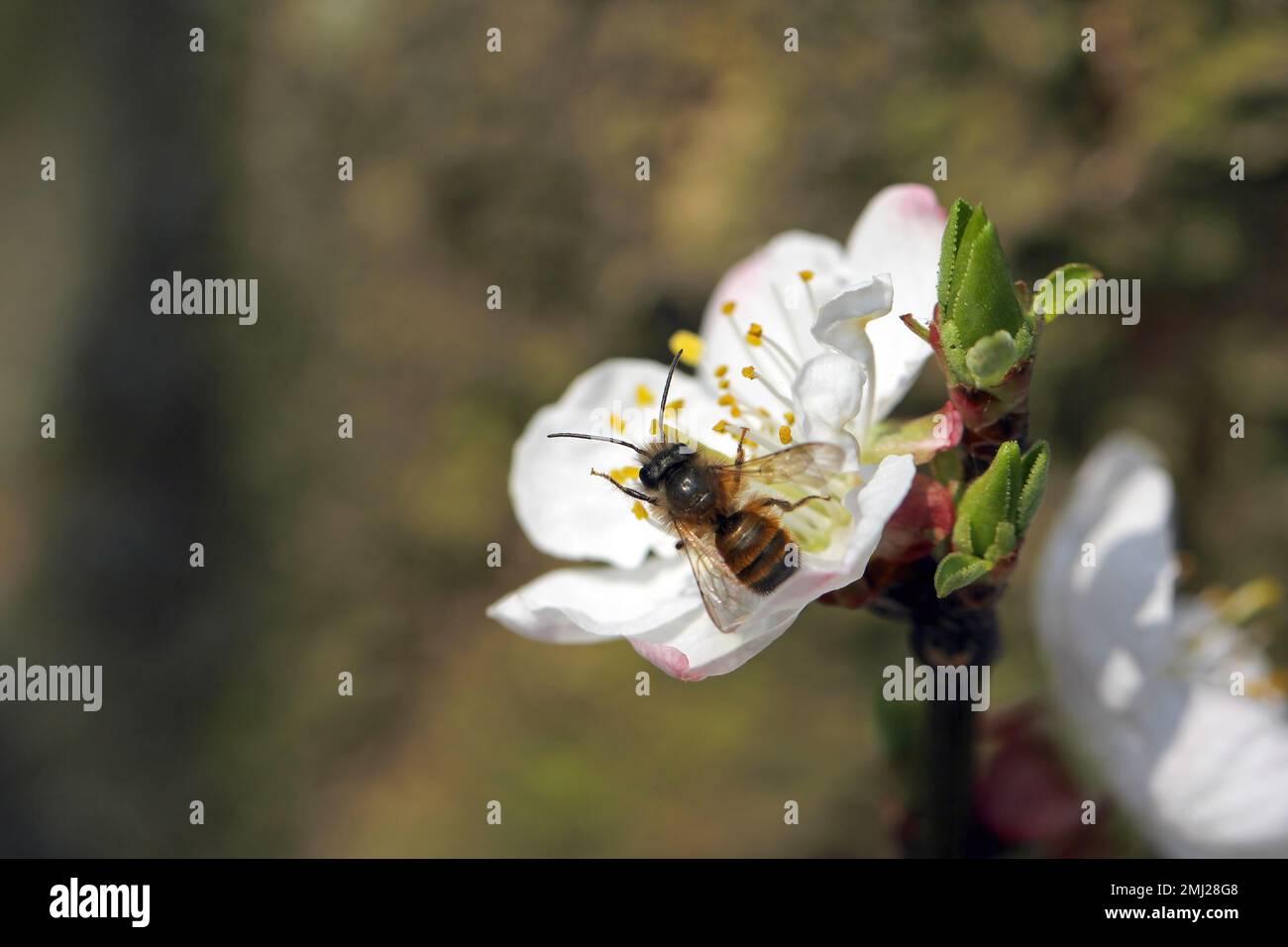 Early Mining Bee Andrena sp, wild bee pollinating apricot tree in ...