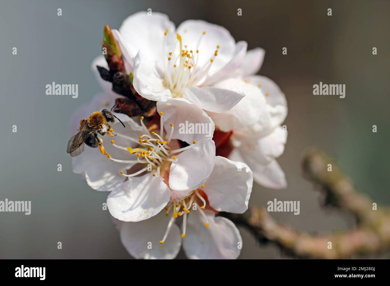 Early Mining Bee Andrena sp, wild bee pollinating apricot tree in ...