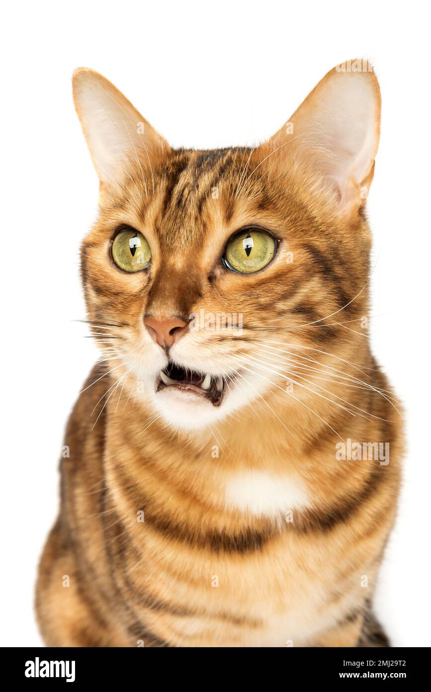 Studio shooting of Bengal cats, white background, portrait Stock Photo ...