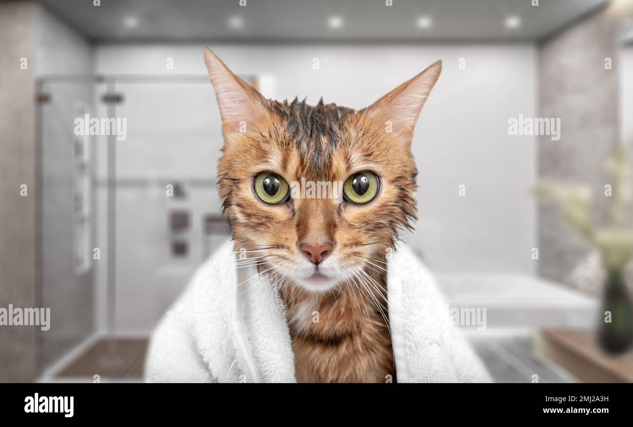 Wet cat in a towel in the shower while bathing Stock Photo - Alamy
