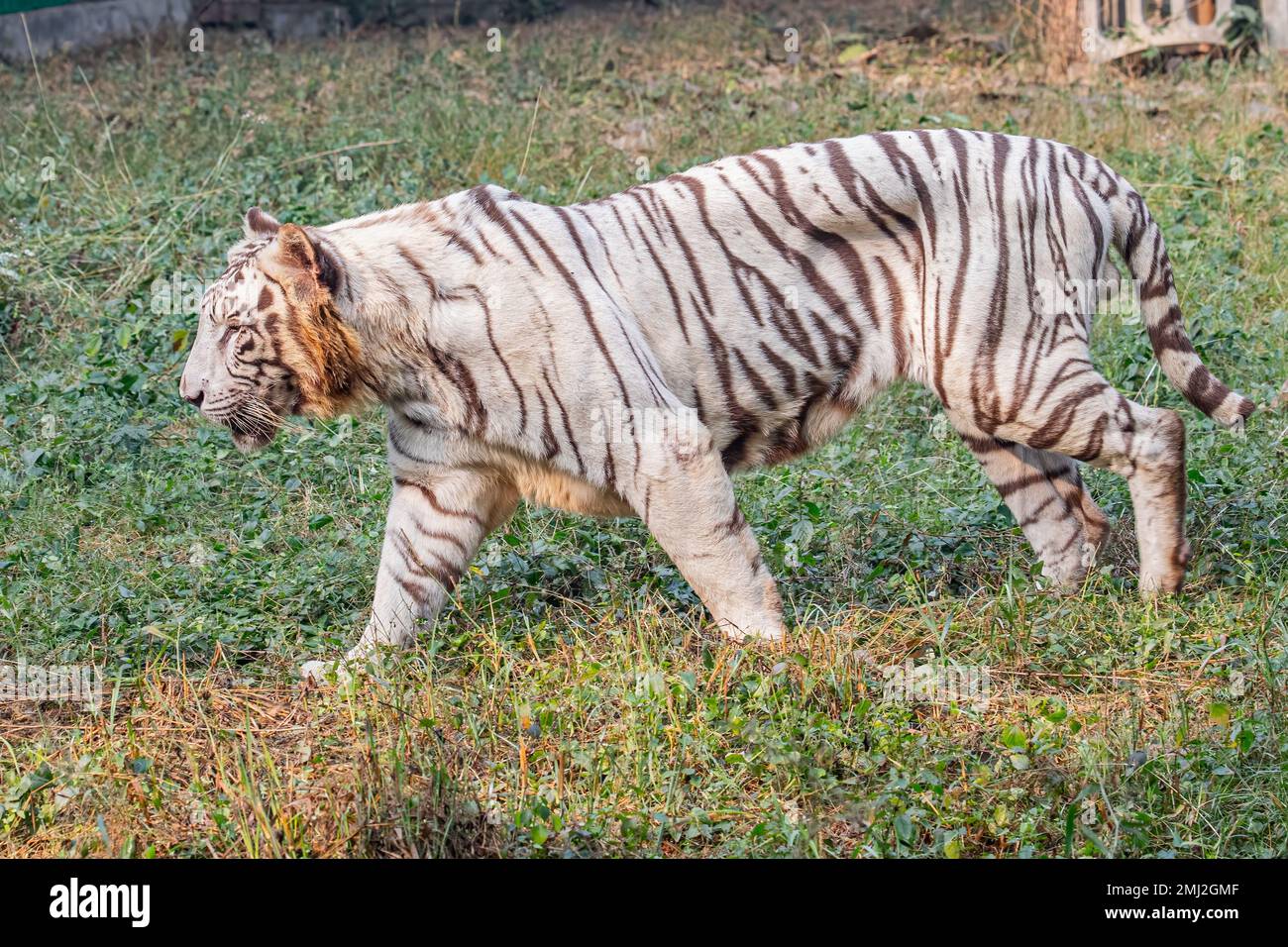 A White tiger moving in its area Stock Photo - Alamy