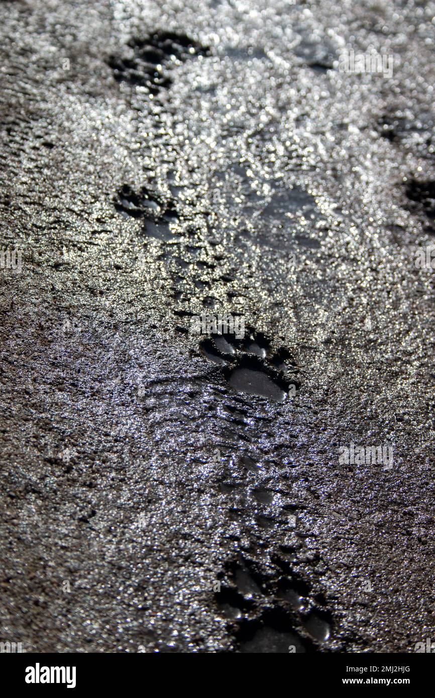 Dog footprints in the fresh mud along with those of its owner's sole ...