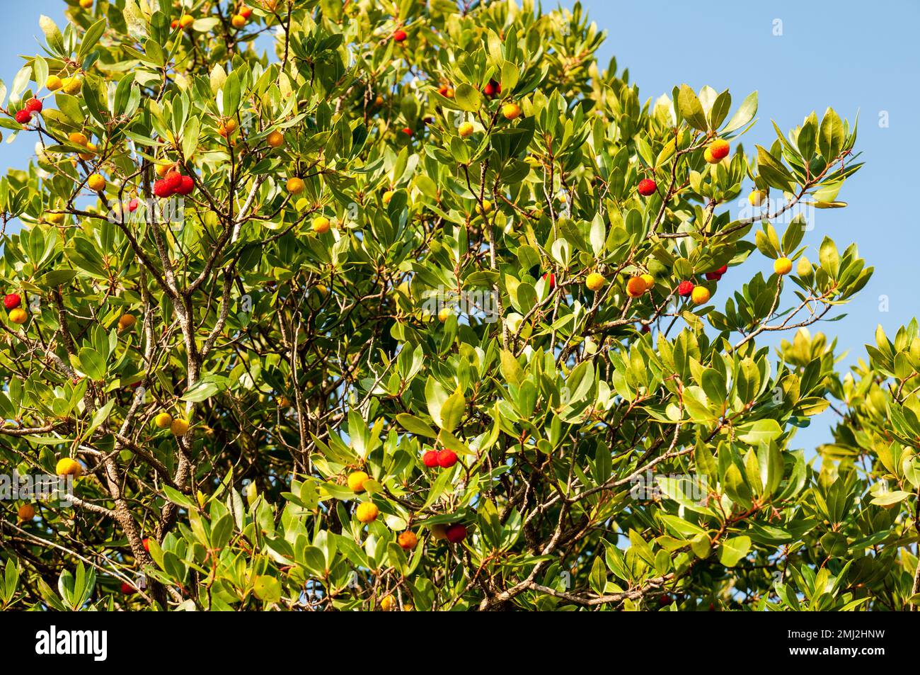 strawberry tree, Arbutus unedo, on its natural habitat. Tarragona ...