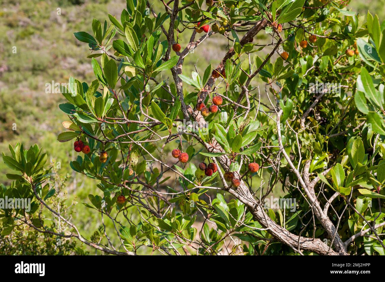 strawberry tree, Arbutus unedo, on its natural habitat. Tarragona ...