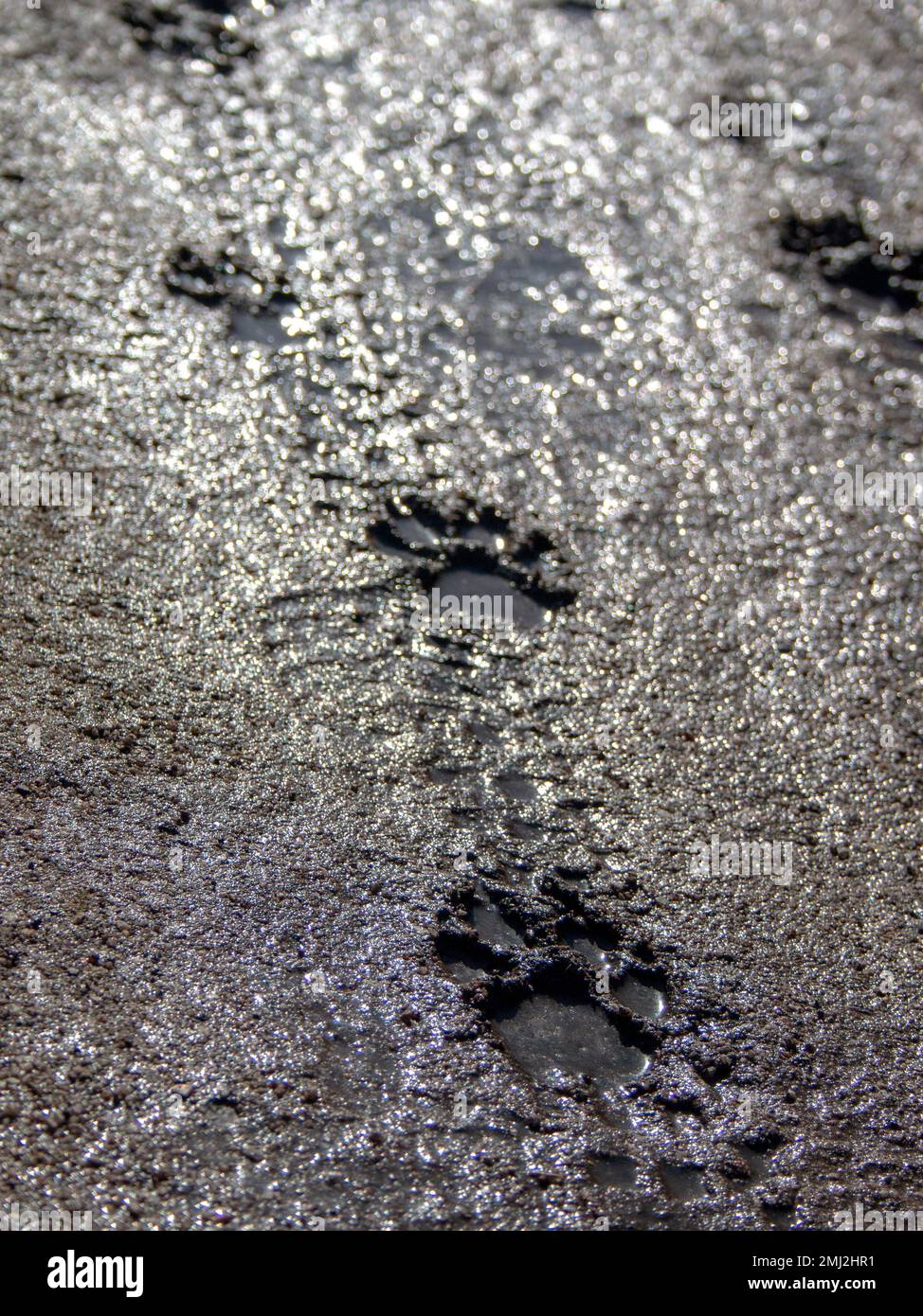 Dog footprints in the fresh mud along with those of its owner's sole ...