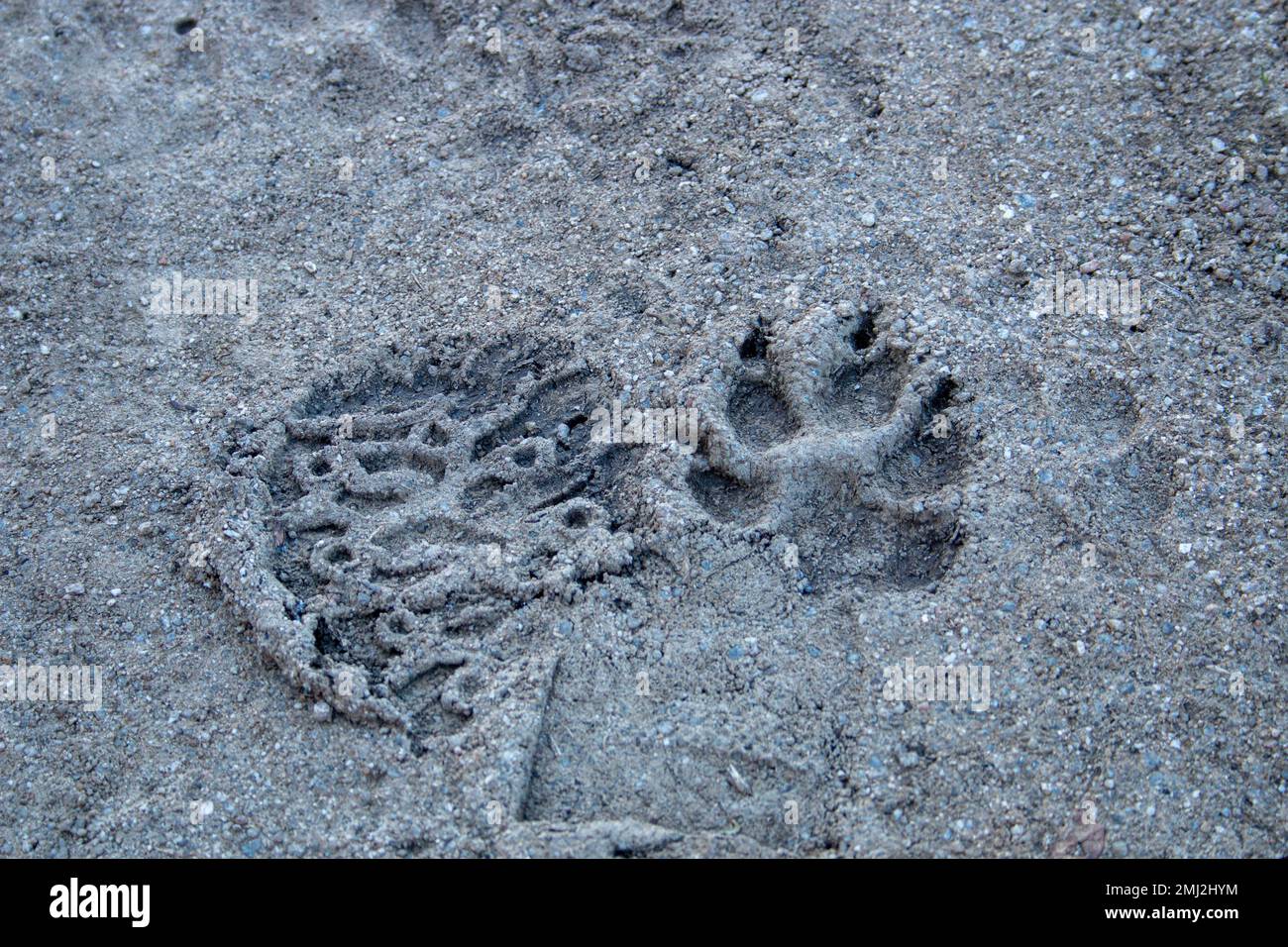 Dog footprints in the fresh mud along with those of its owner's sole ...