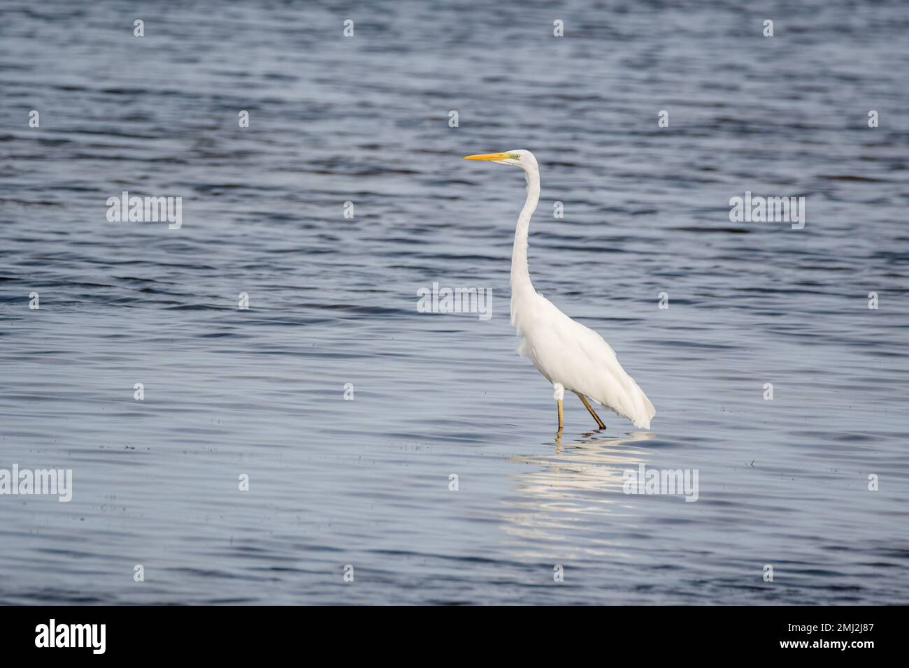 common egret, Ardea alba, standing on the water. Ebro delta, Catalonia ...
