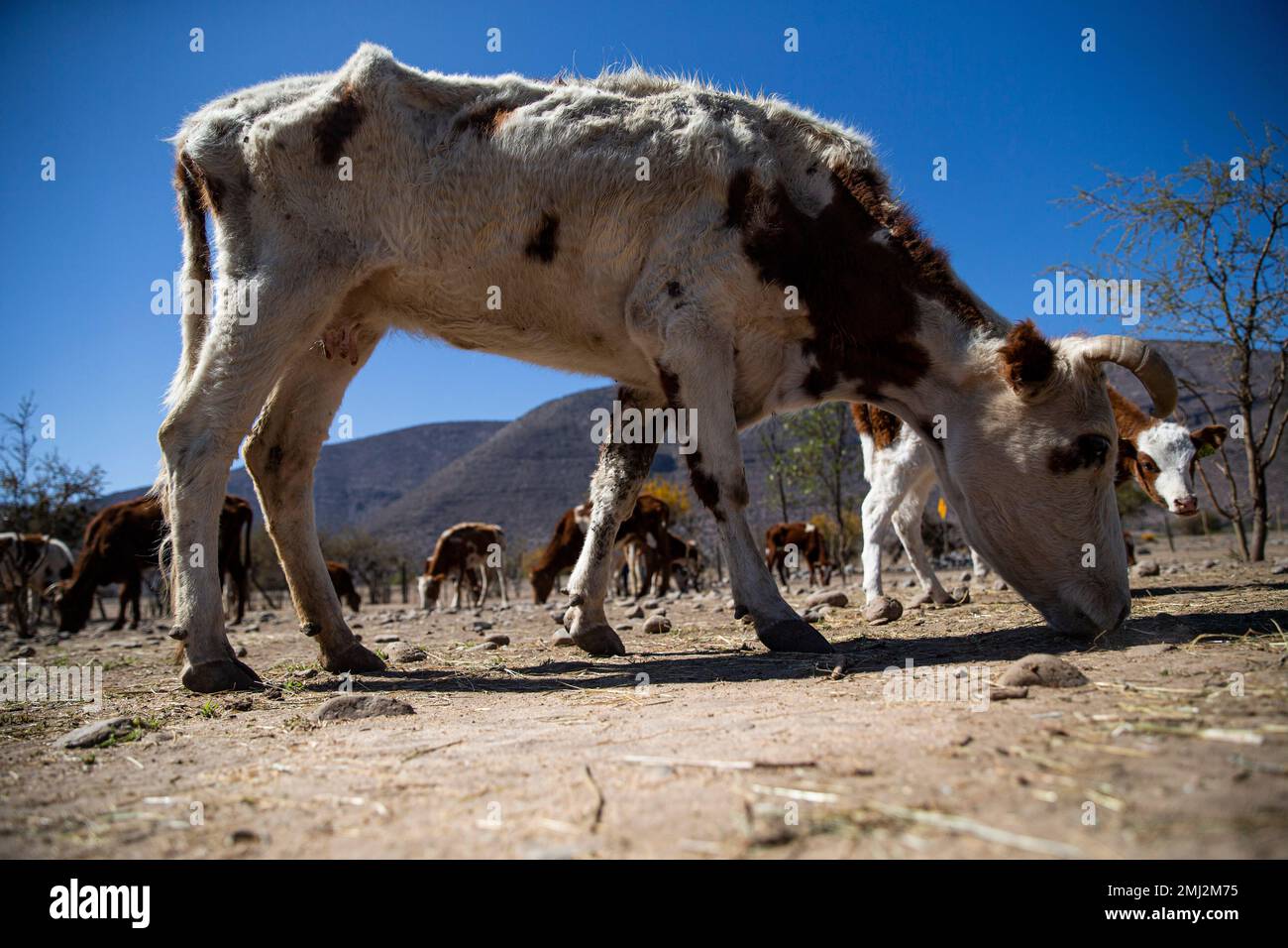In this Sept. 23, 2019 photo, a malnourished cow grazes on a drought ...