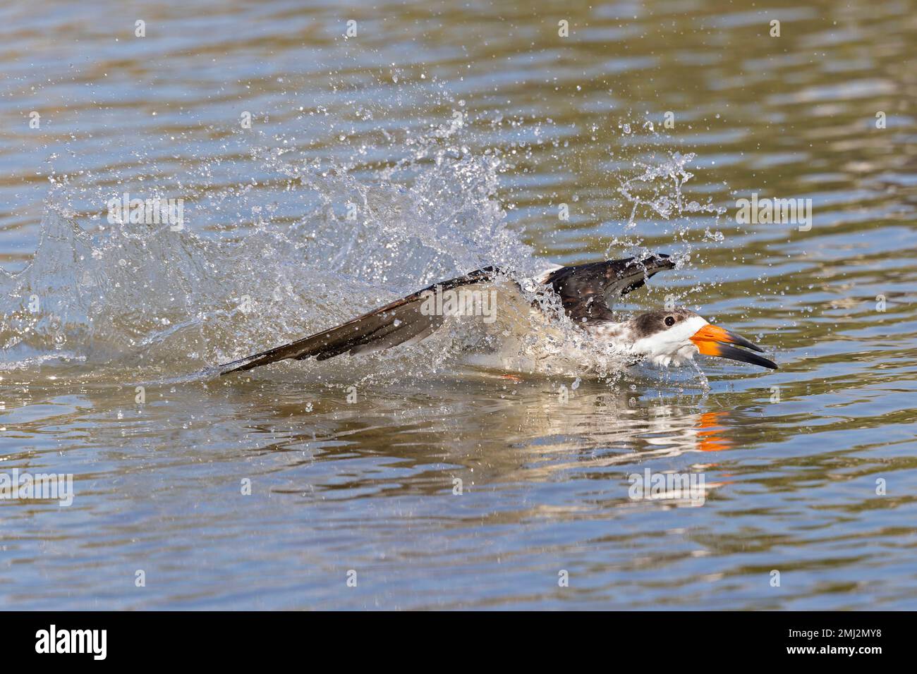 An American black skimmer (Rynchops niger) landing in water with a ...