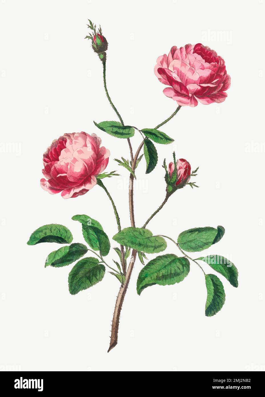 Pink rose vector vintage floral art print, remixed from artworks by ...