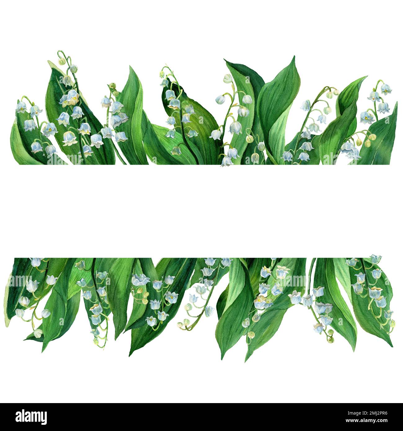 Floral frame lily flowers green hi-res stock photography and images - Alamy