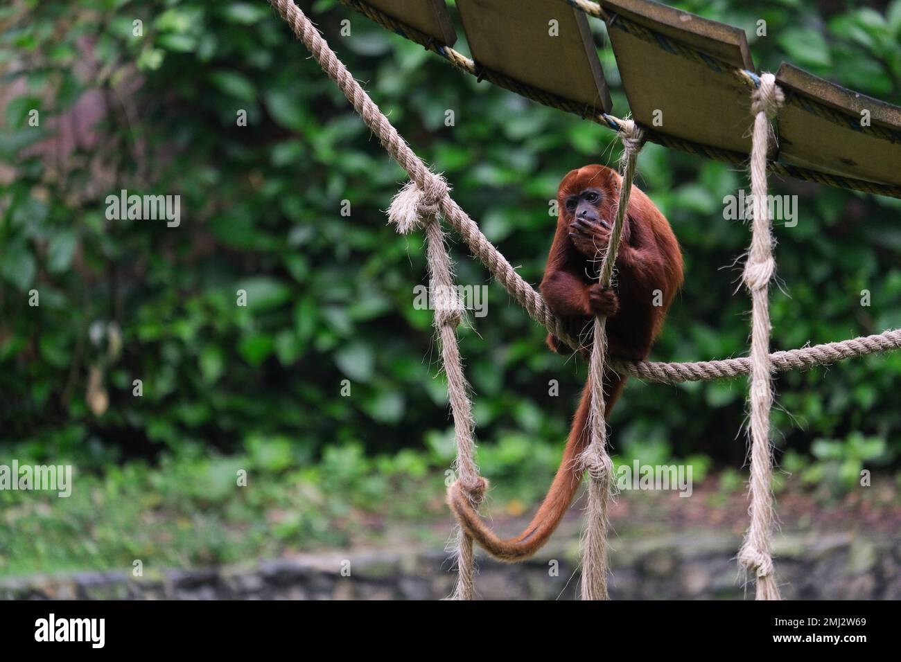 Monkey hanging by tail hi-res stock photography and images - Alamy