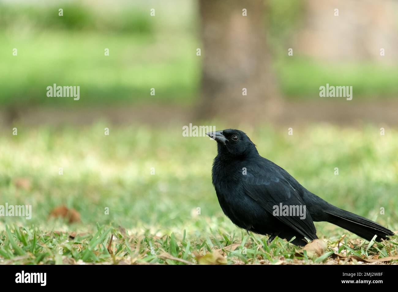 Blackbird flying isolated hi-res stock photography and images - Alamy