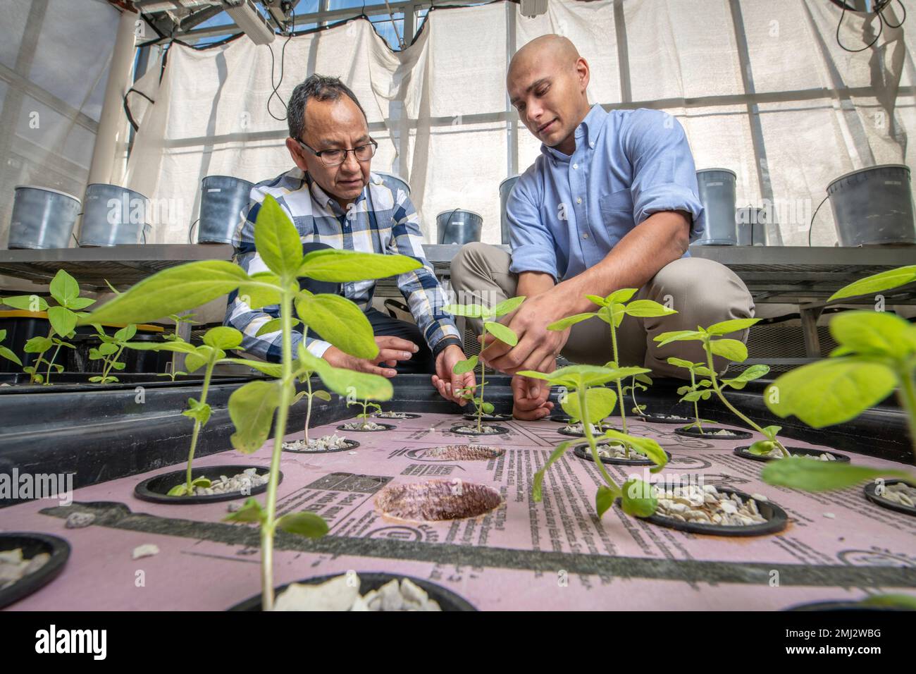 Looking up at two men examining hydroponically grown vegetable plants ...