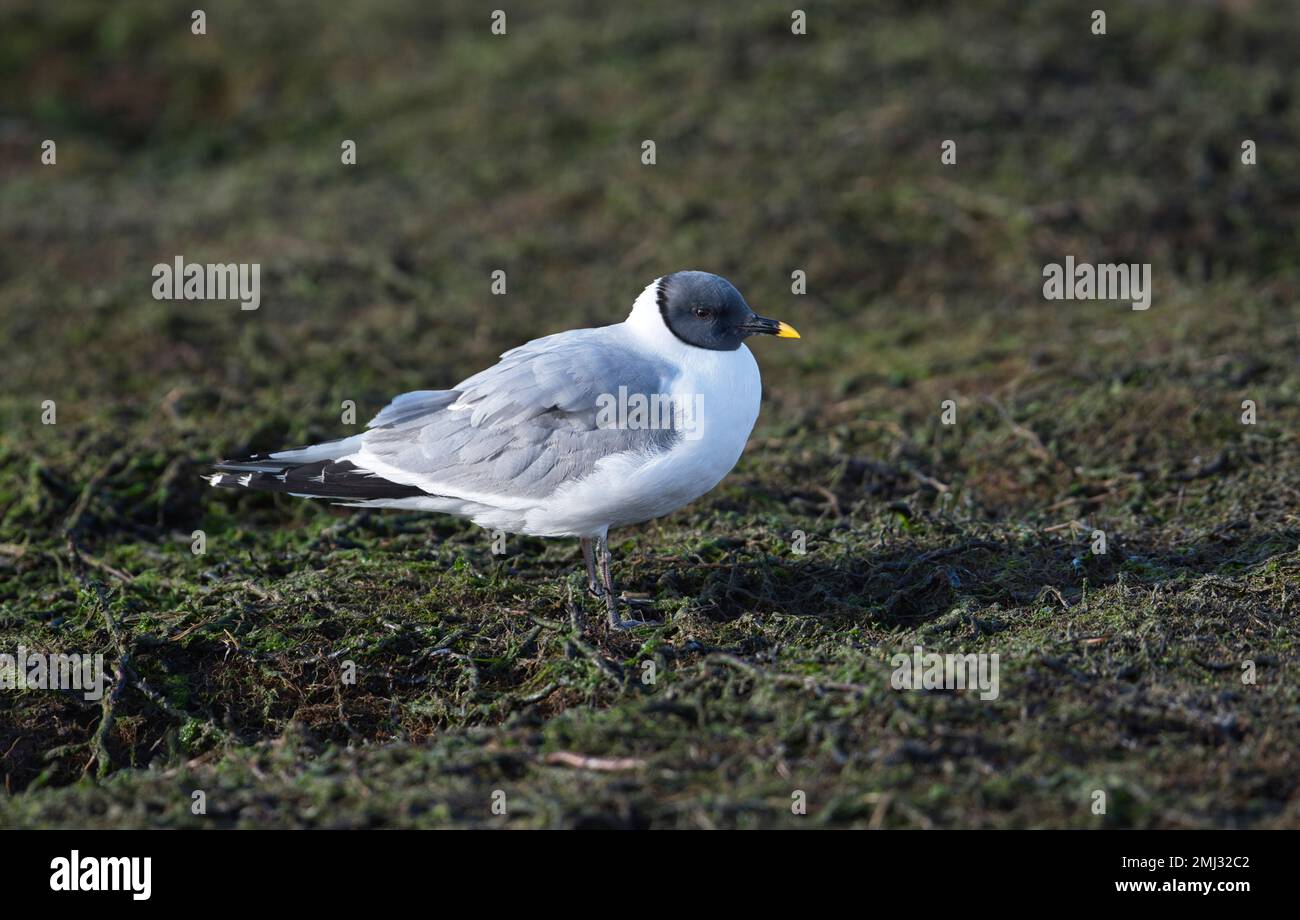 Sabine's gull (Xema sabini) on coastal mudflats at low tide Stock Photo ...