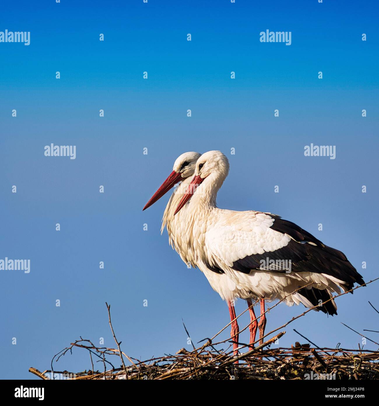 White stork (Ciconia ciconia), pair standing together in nest ...