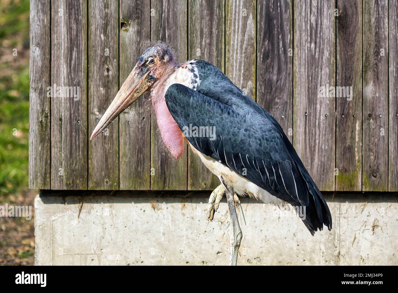Marabou stork (Leptoptilos crumeniferus) standing on one leg, captive ...