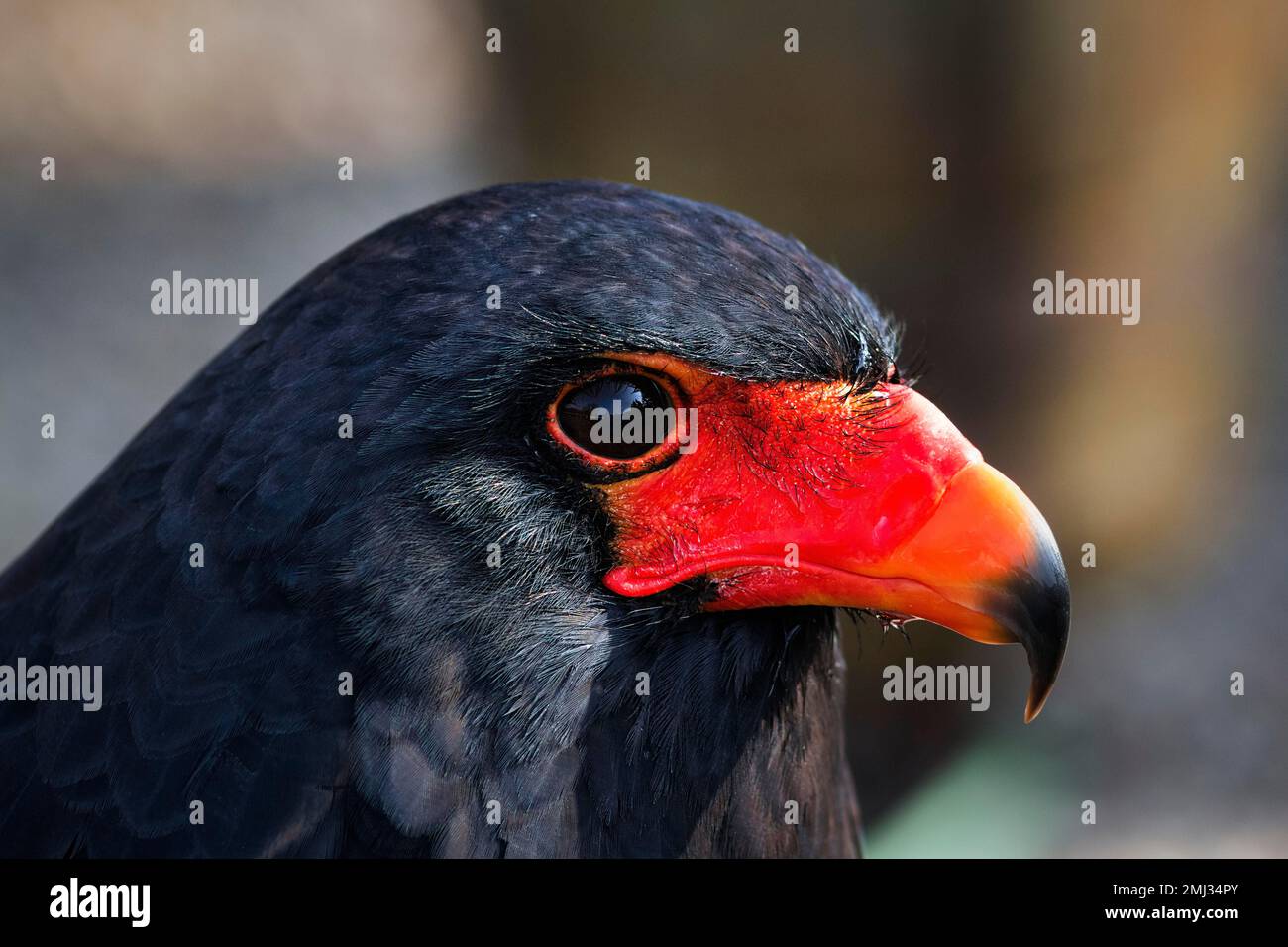 Bateleur, captive, Bateleur Eagle (Terathopius ecaudatus), portrait ...