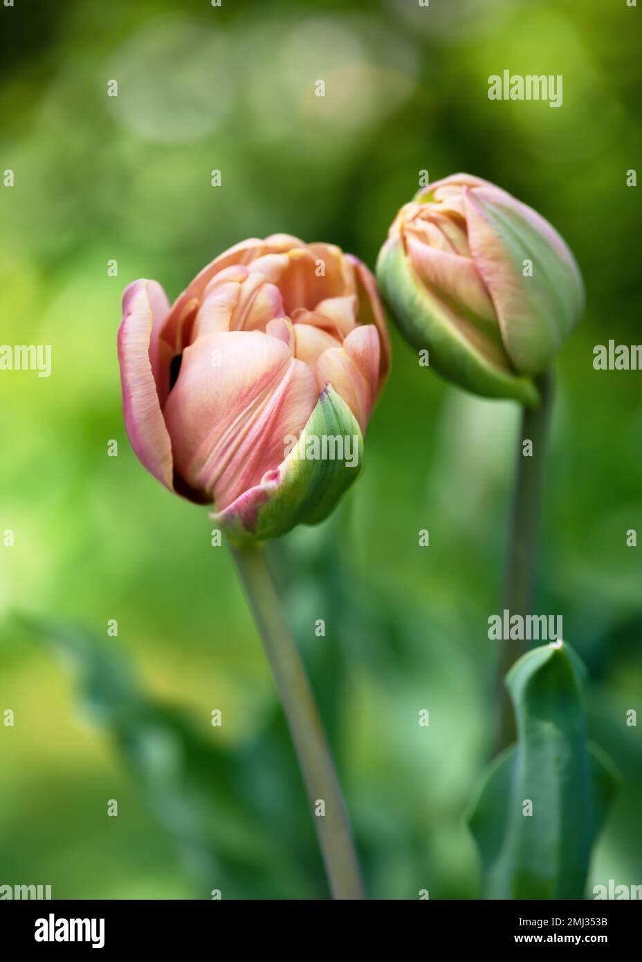 Beautiful bronze apricot Double tulip flowers in an early spring garden ...