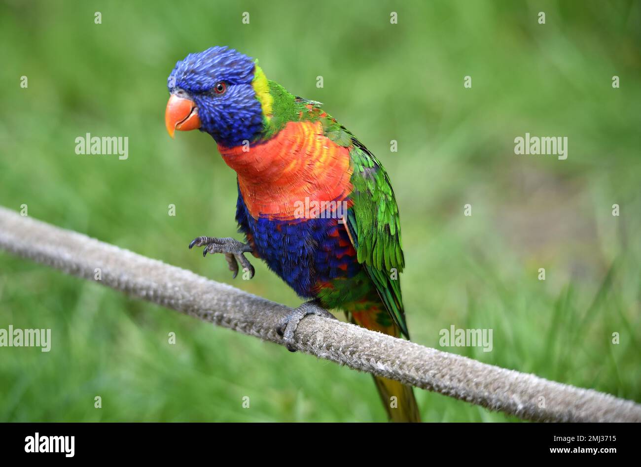 Coconut lorikeet (Trichoglossus haematodus) at Marlow Bird Park ...