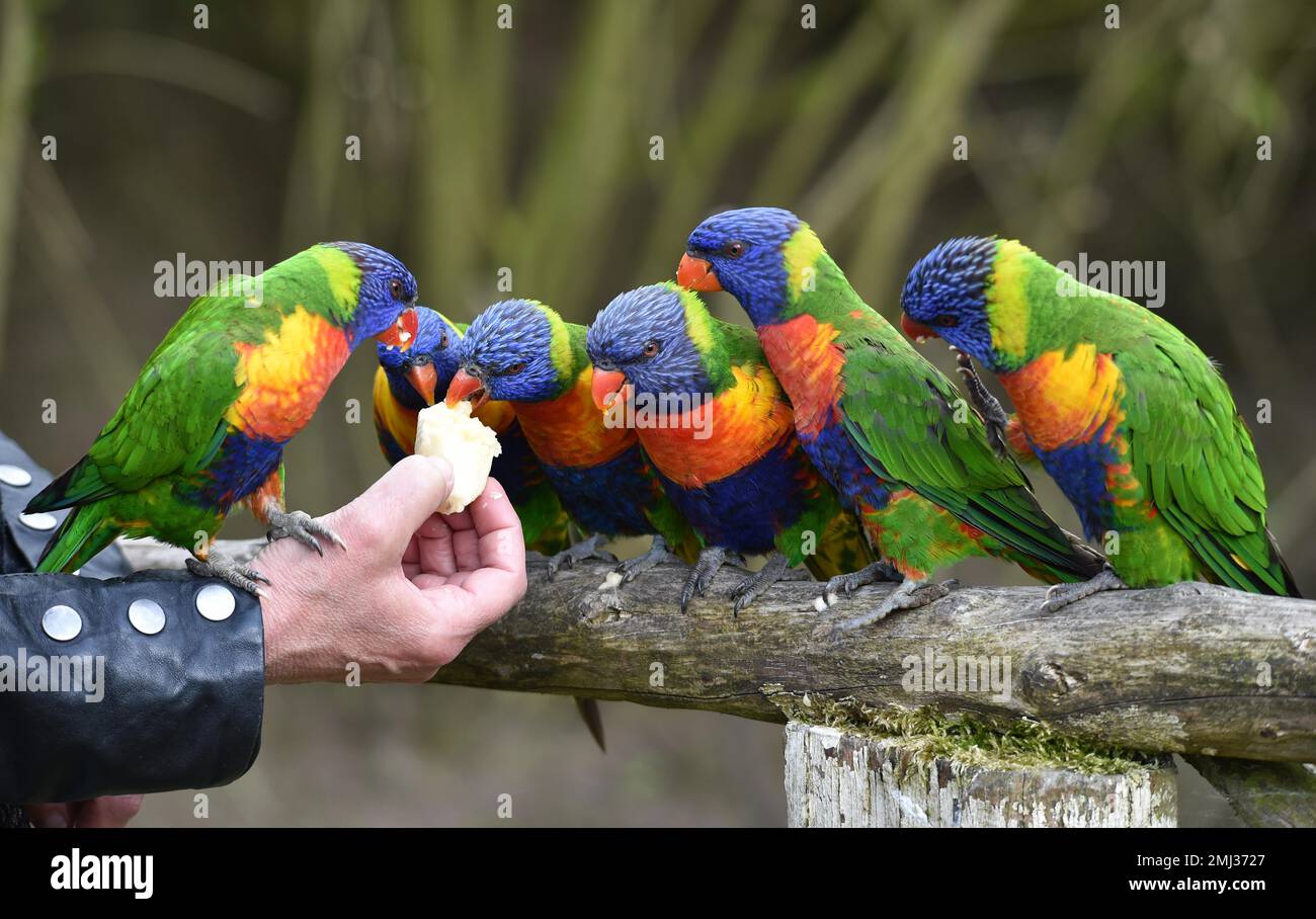 Coconut lorikeets (Trichoglossus haematodus) are fed in the bird park ...