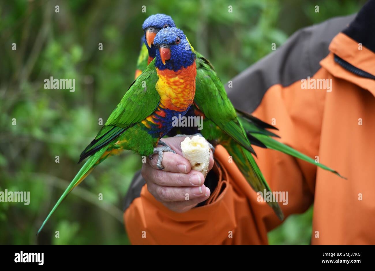 Coconut lorikeets (Trichoglossus haematodus) are fed in the bird park ...