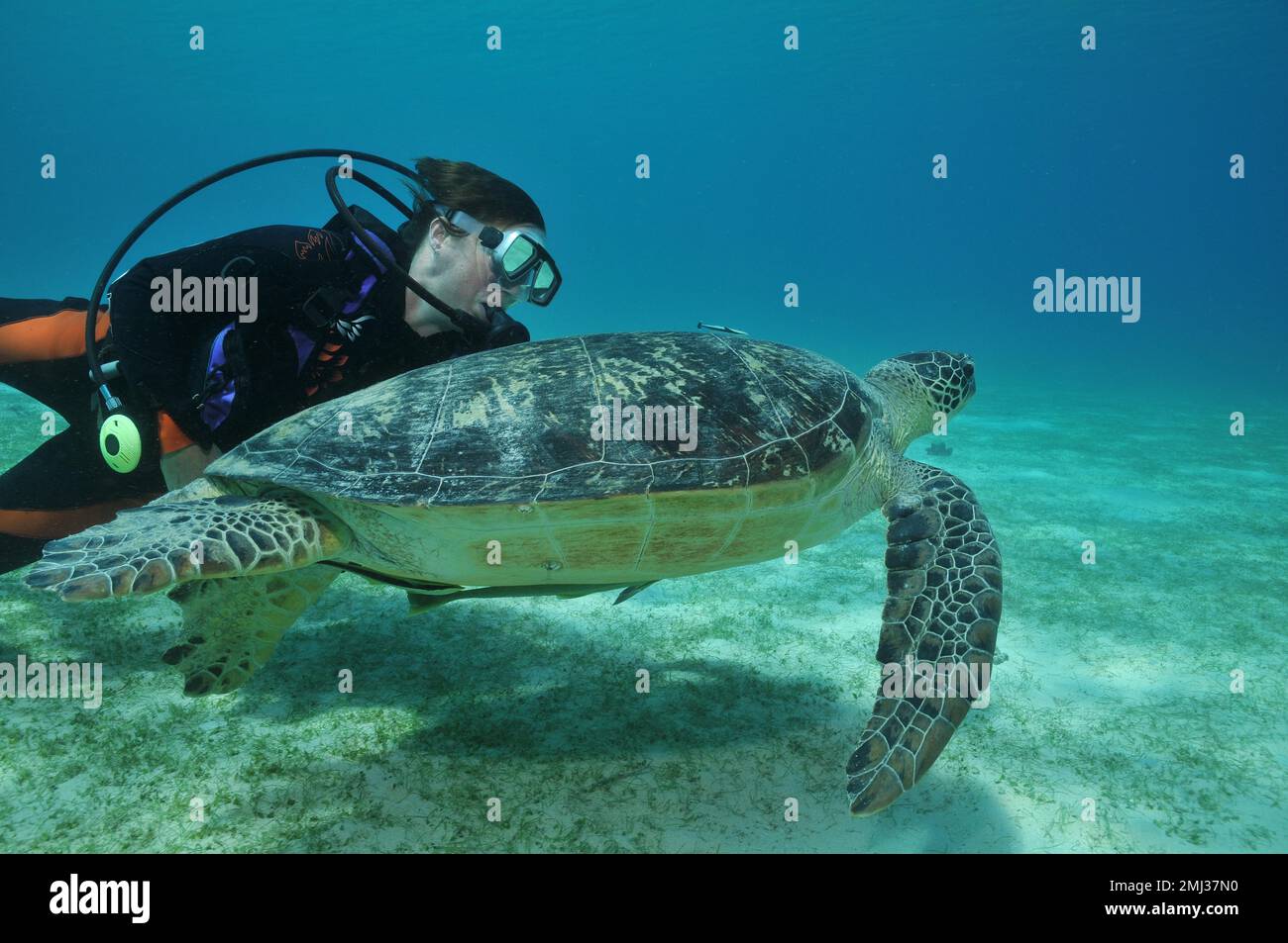 Diver swimming next to sea turtle (Cheloniidae) in Palawan, Philippines ...