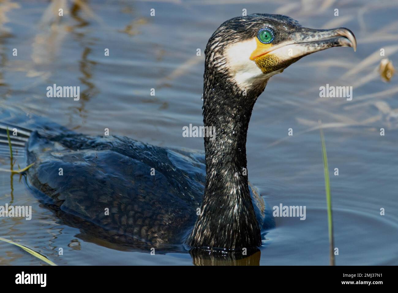 Cormorant swimming in water seen on the right Stock Photo - Alamy