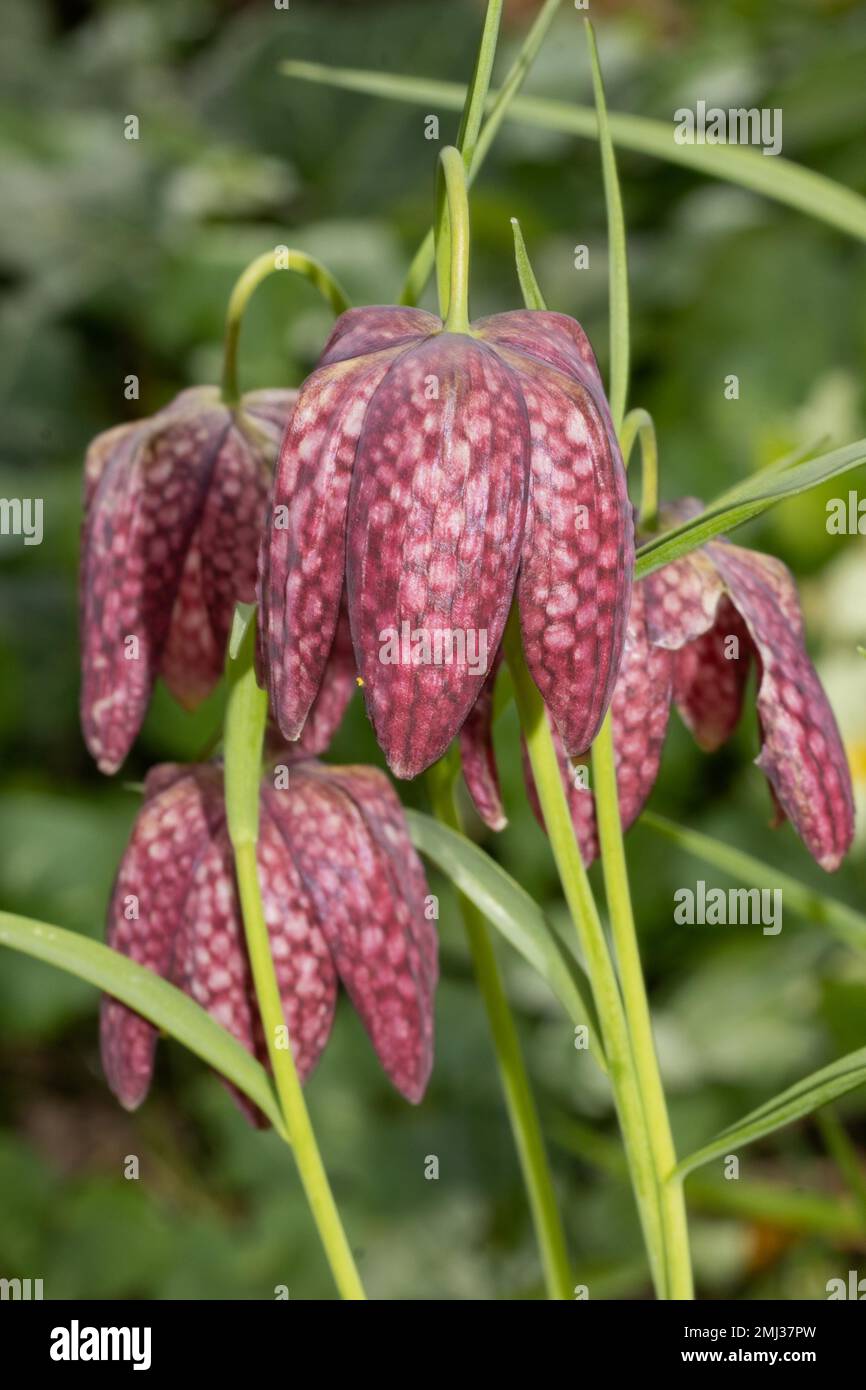 Chess flower four open purple flowers Stock Photo - Alamy