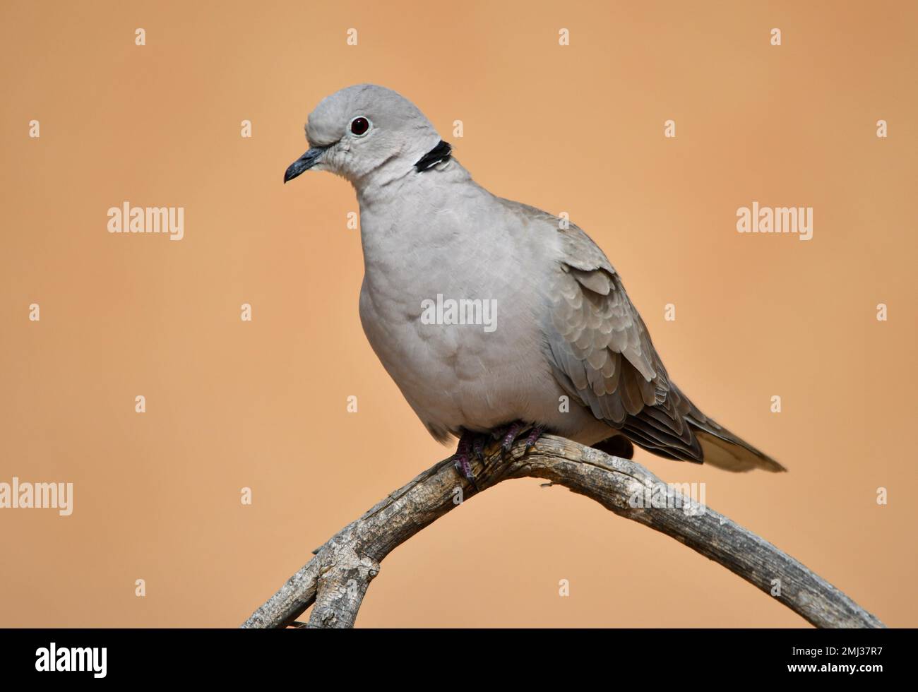Eurasian Collared Dove (Streptopelia) in the sand desert of Dubai ...