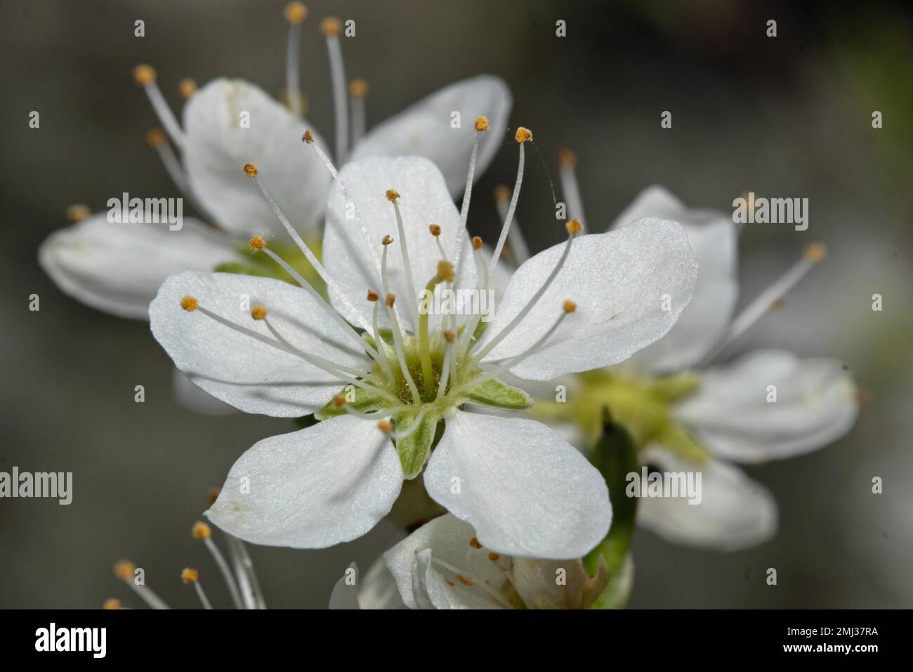 Blackthorn open white flower Stock Photo - Alamy