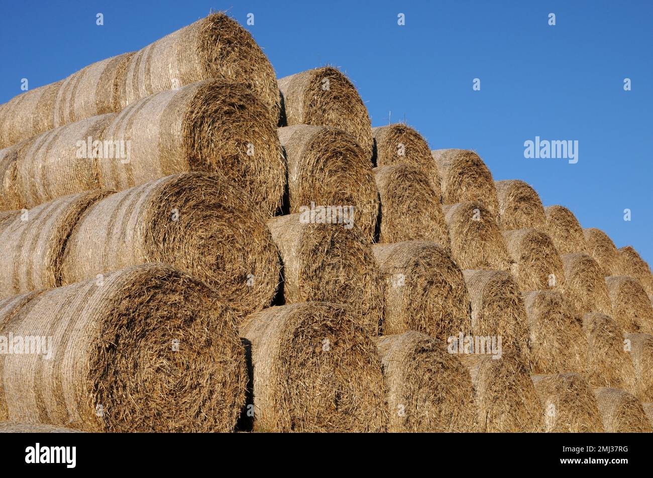 Straw rolls, Hesse, Germany Stock Photo - Alamy