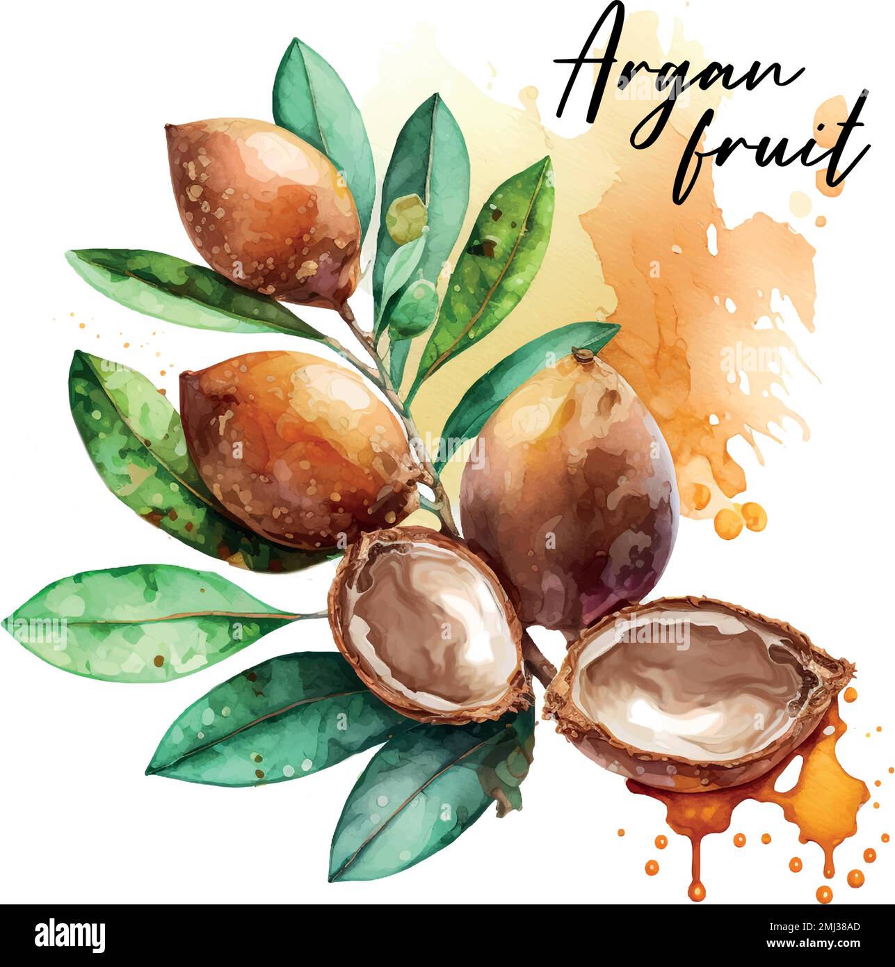 Branch of the argan tree, can be used as a design element for the ...