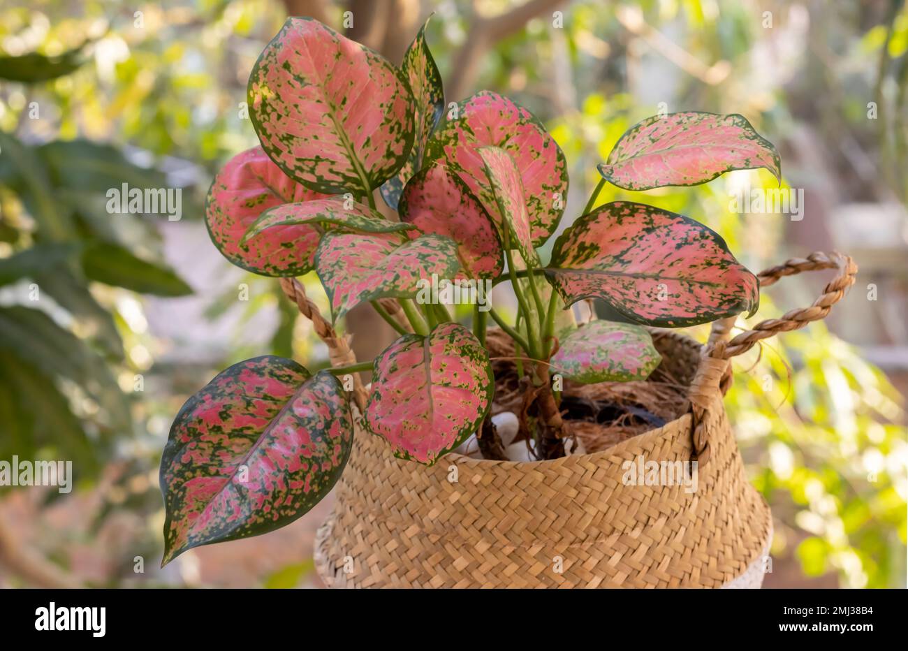 Aglaonema pink lady hi-res stock photography and images - Alamy