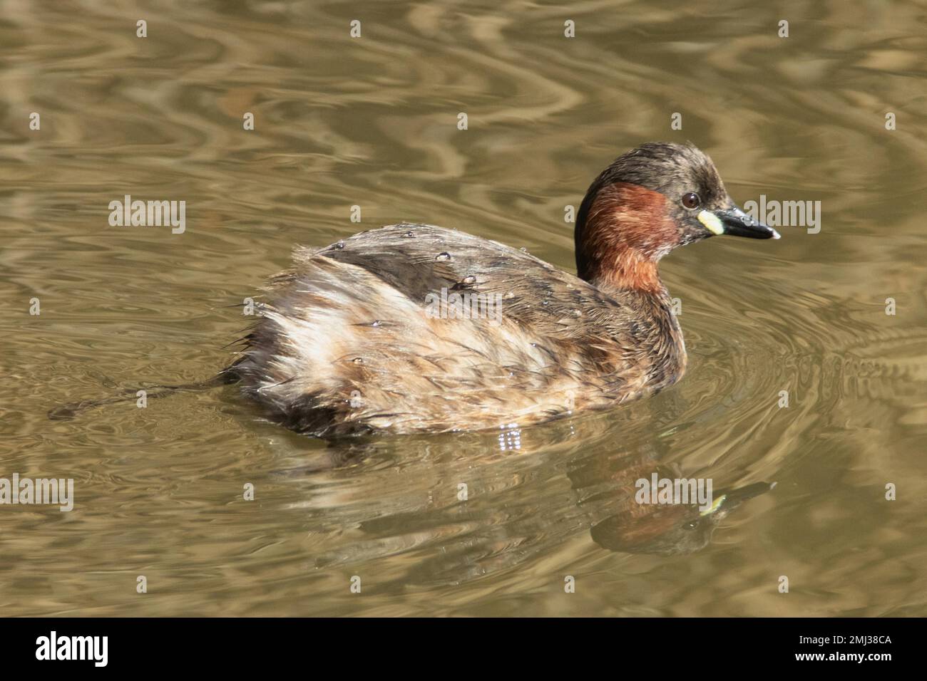 Little Grebe with Mirror Image Swimming in Water Right Sighting Stock ...