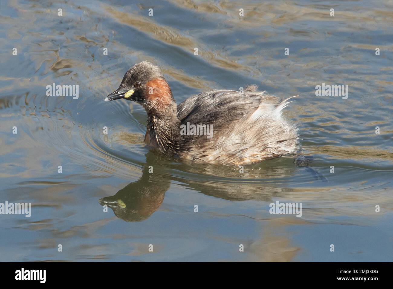 Little Grebe with reflection swimming in water left looking Stock Photo ...