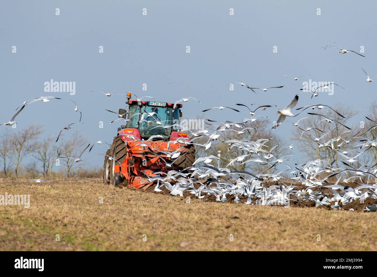 Gulls following tractor with plough, ploughing field in spring. Plowing ...