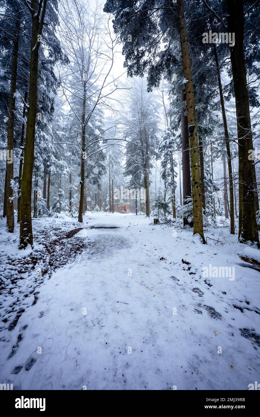 Forest path in snow and fog, Schoemberg, Black Forest, Germany Stock ...