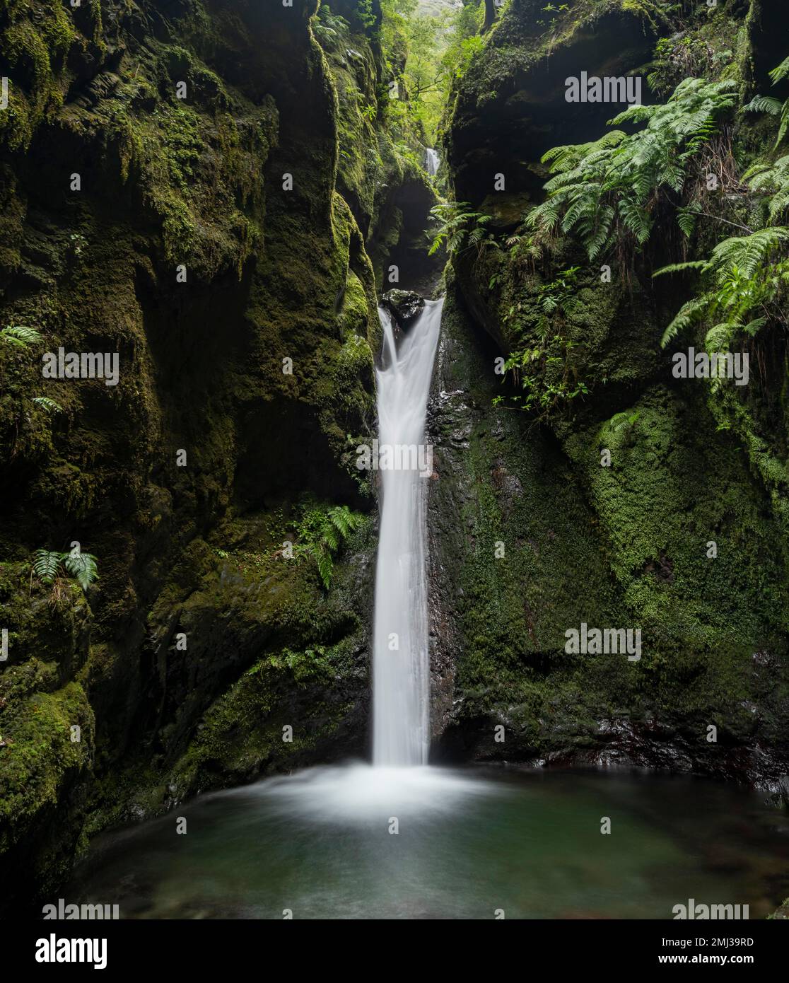 Waterfall in a narrow gorge overgrown with moss and ferns, Levada do ...