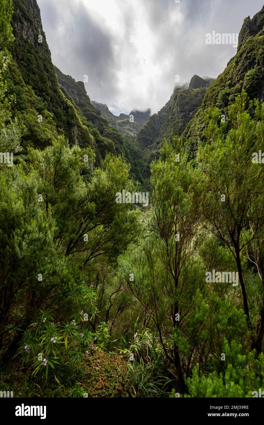 View of steep forested cloud-covered mountains, Levada do Caldeirao ...