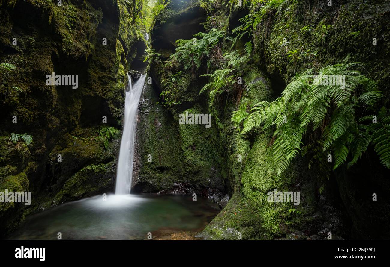 Waterfall in a narrow gorge overgrown with moss and ferns, Levada do ...