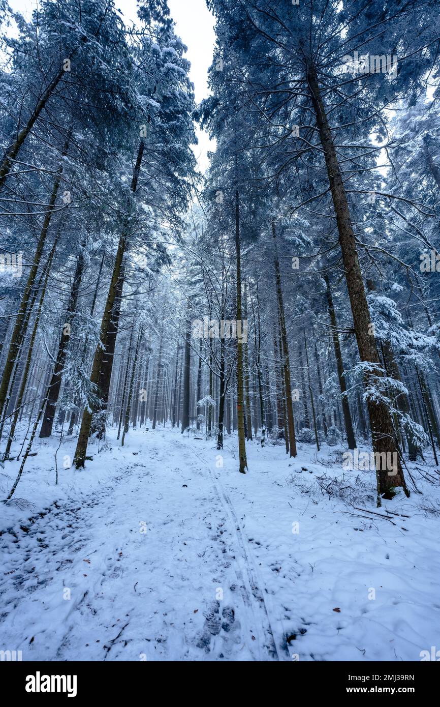 Forest in winter with snow and fog, Schoemberg, Black Forest, Germany ...