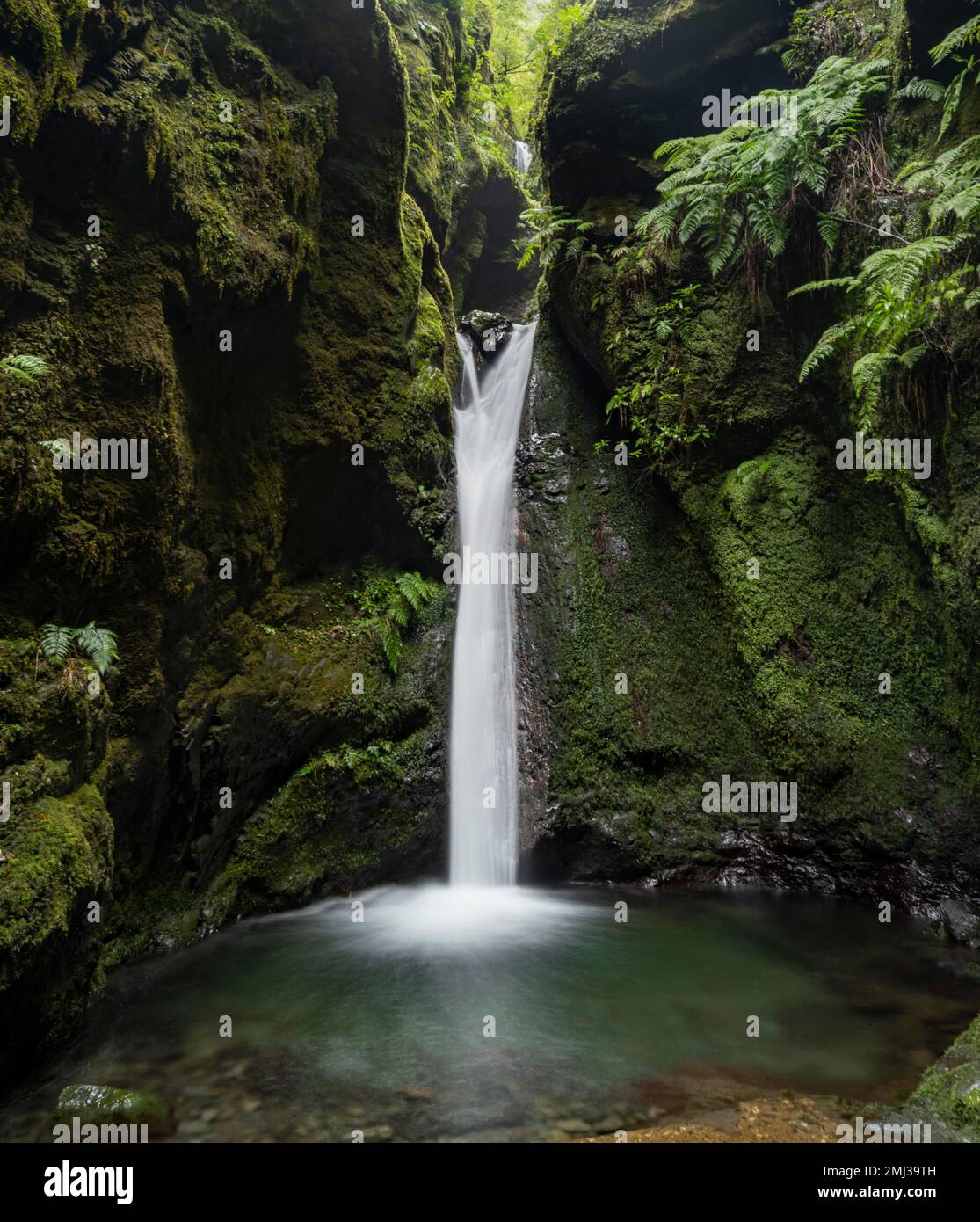Waterfall in a narrow gorge overgrown with moss and ferns, Levada do ...
