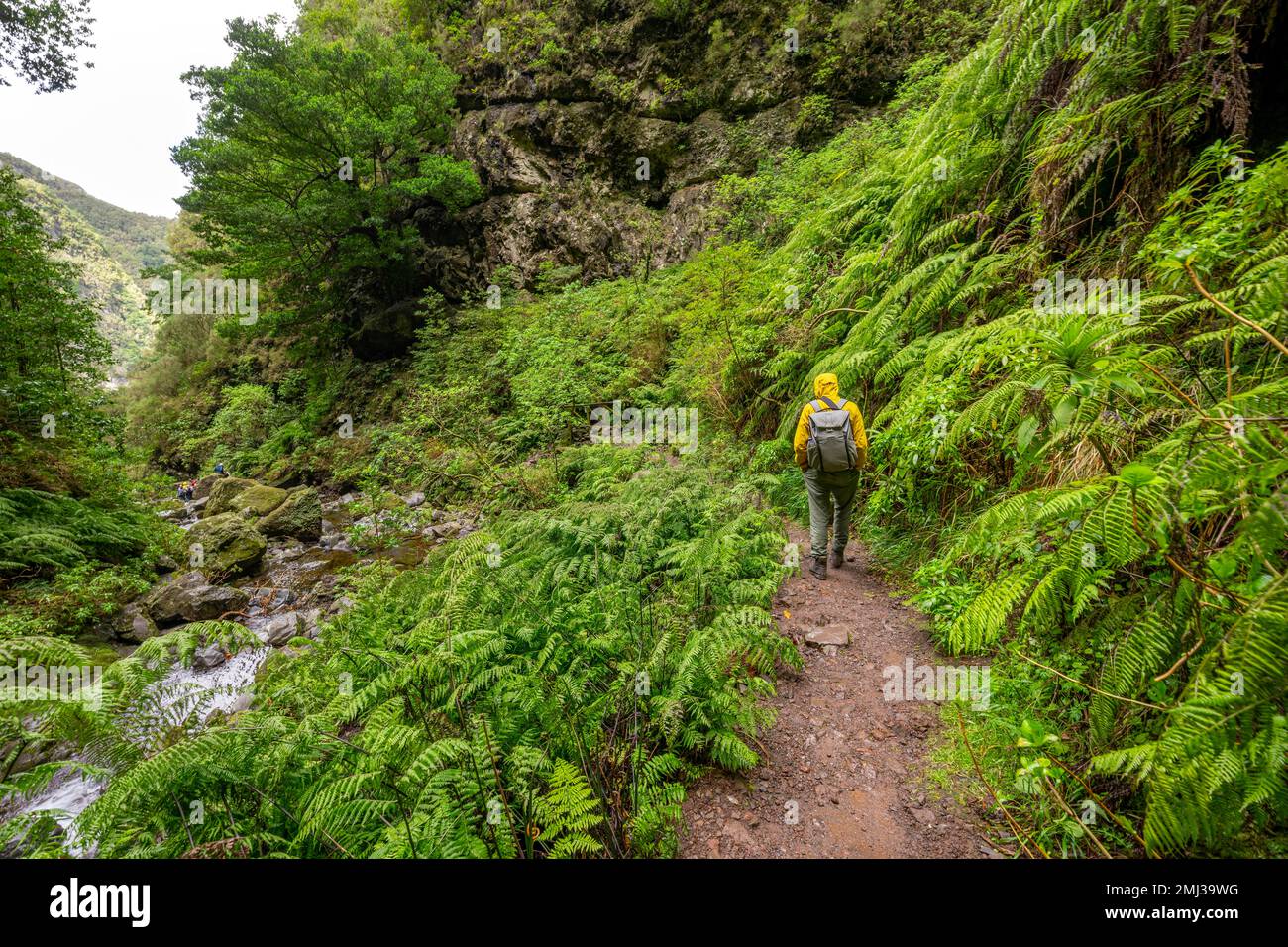 Hikers on the trail among ferns, Levada do Caldeirao Verde, Parque ...
