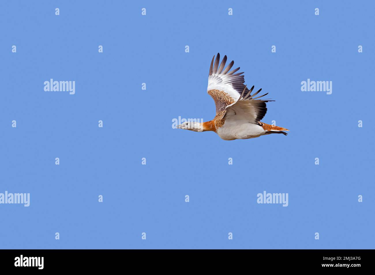 Great bustard (Otis tarda) male in flight in spring is amongst the ...