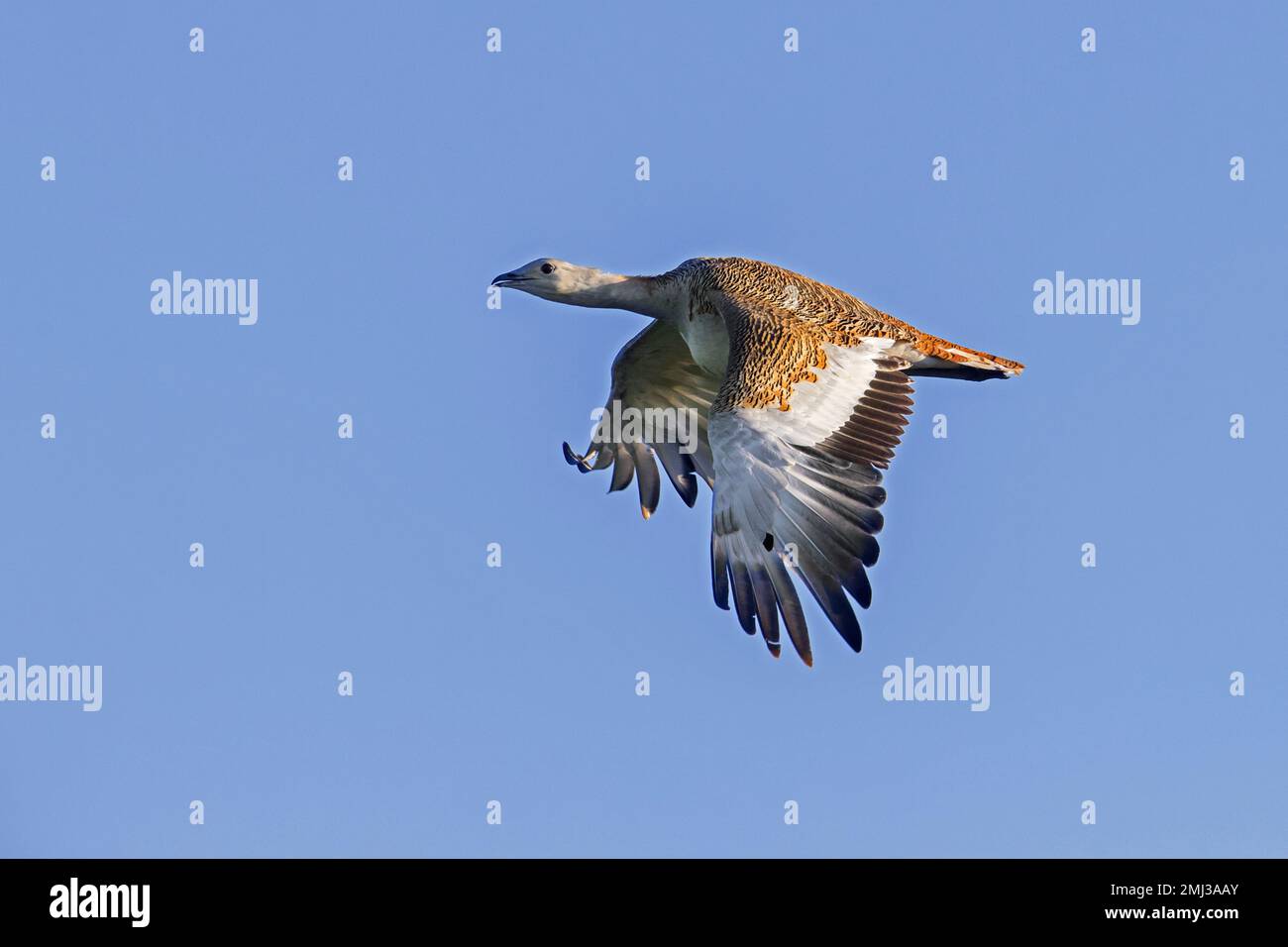 Great bustard (Otis tarda) female in flight in spring is amongst the ...