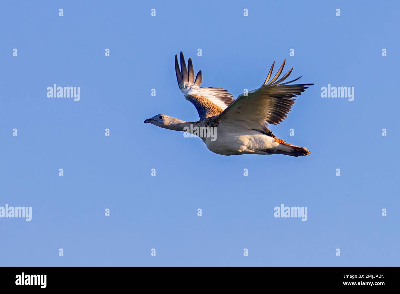 Great bustard (Otis tarda) female in flight in spring is amongst the ...