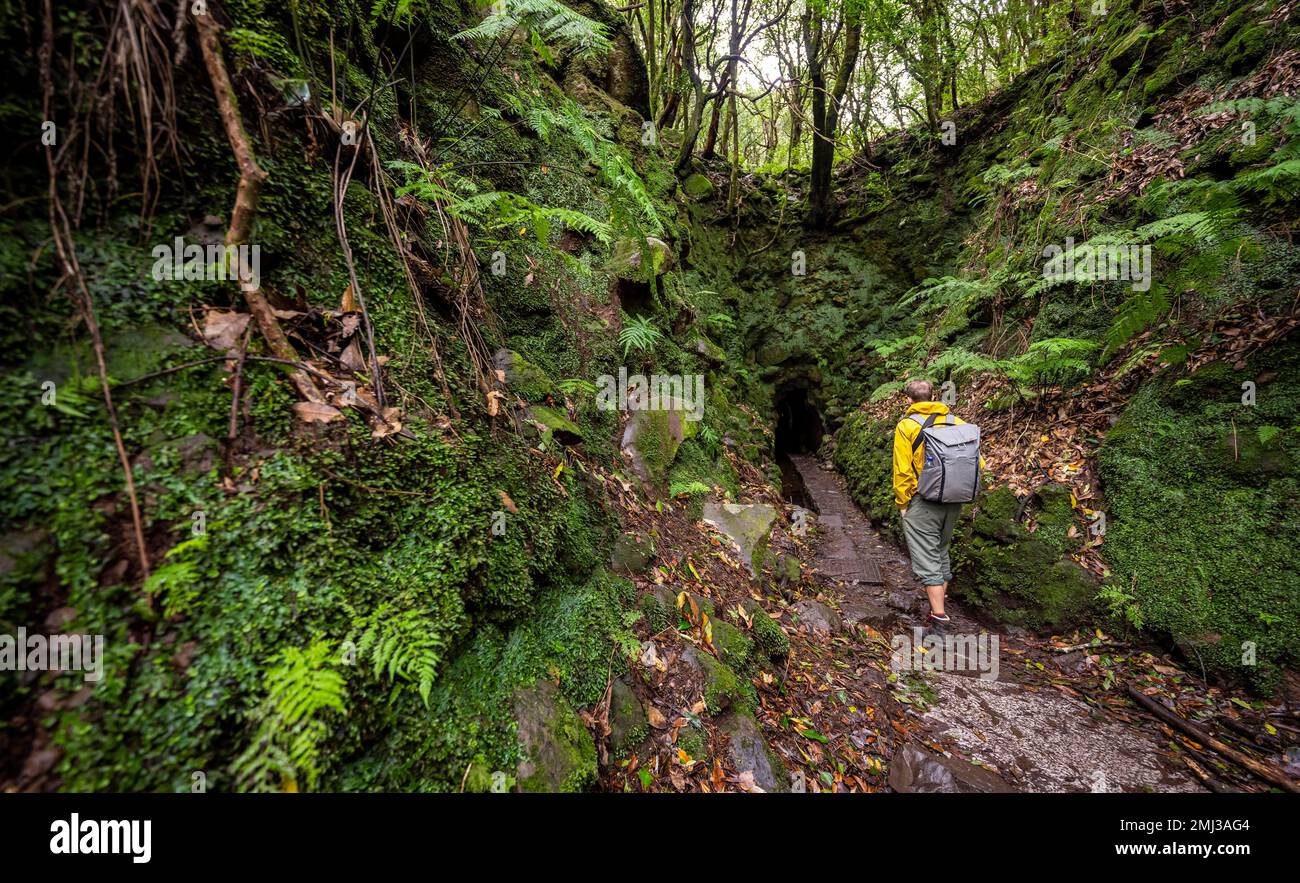 Hiker on a hiking trail, entrance to a tunnel, in dense forest with ...