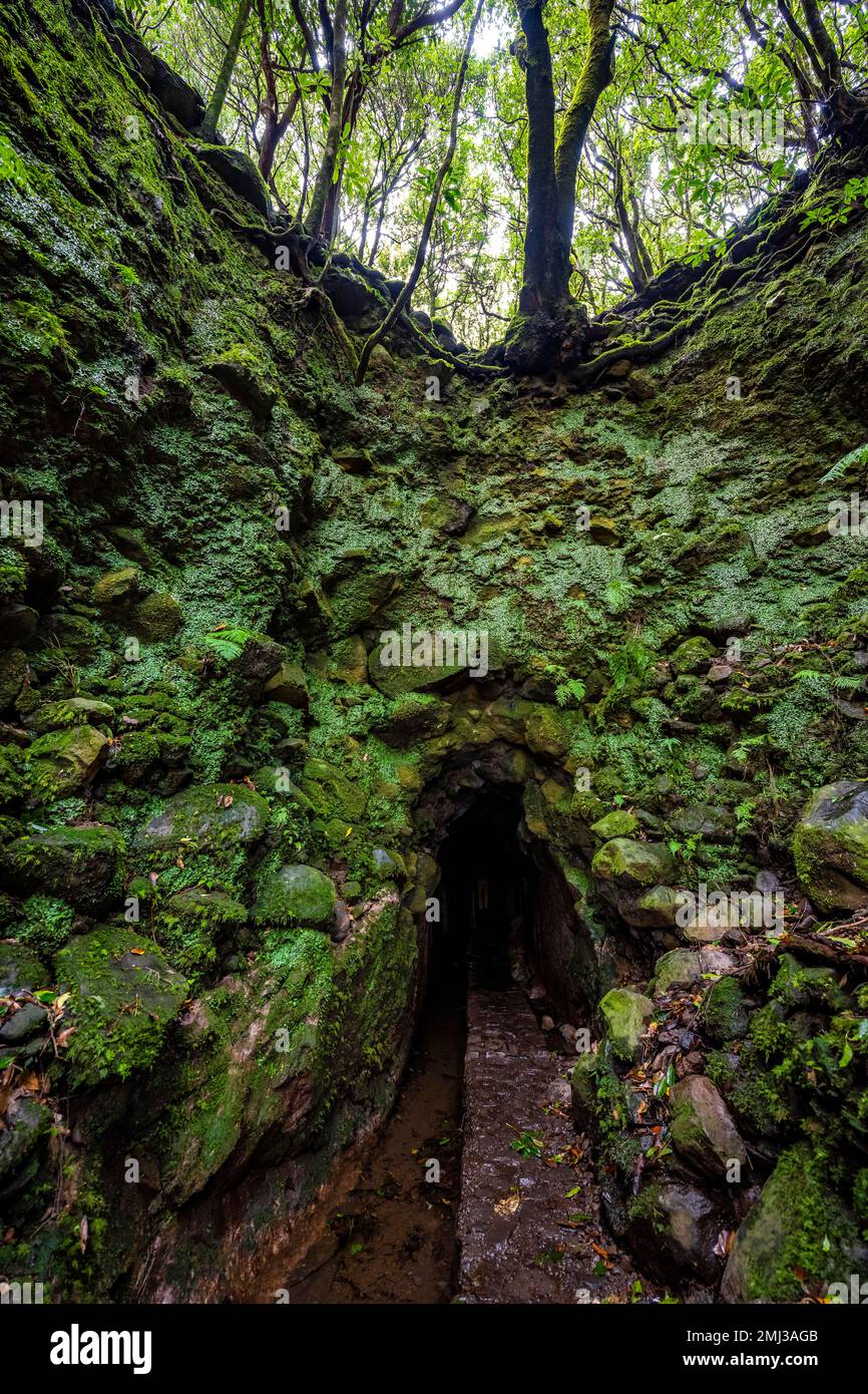 Hiking trail, entrance to a tunnel, in dense forest with moss and ferns ...