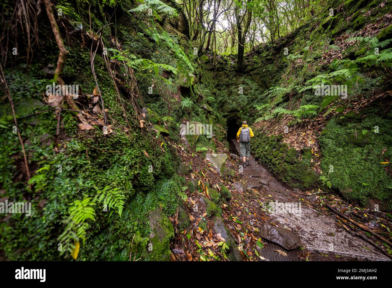 Hiker on a hiking trail, entrance to a tunnel, in dense forest with ...